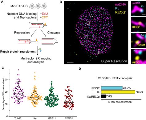 Super Resolution Visualization Of CPT Induced Damaged Replication Foci
