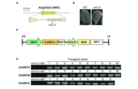 Isolation Of T Dna Inserted Wri1 3 Knockout Mutant And Download