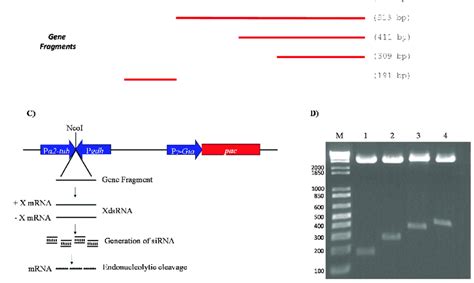 Vectors And Strategy To Generate Double Stranded Rnas Dsrnas From The