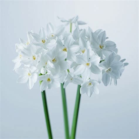 Paperwhite In Glass Vase Narcissus American Meadows