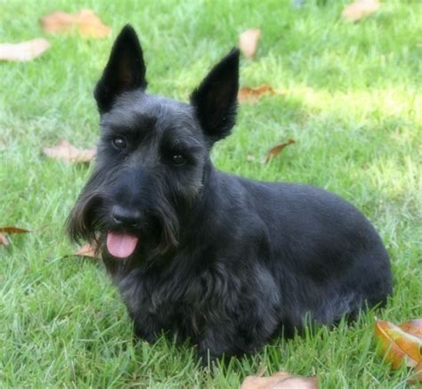 Scottish Terrier Dog Relaxing In The Grass