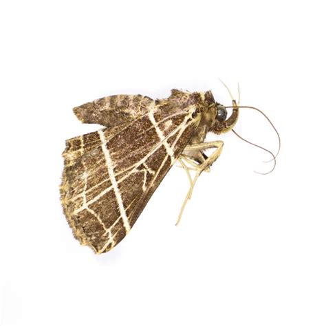 Bertula Crucialis Bioquipbugs