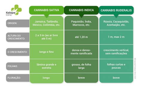 El Canábis Medicinal e os seus usos terapêuticos Kalapa Clinic