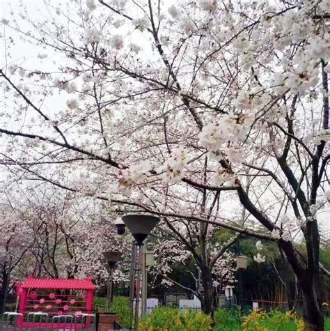 克服重重困难 与浪漫樱花共同坚守【地铁最美“逆行者” 做好车站疫情防控】胜利消毒液区域