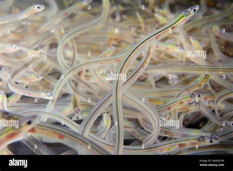 Young European Eel Anguilla Anguilla Elvers Or Glass Eels Caught During Their Annual