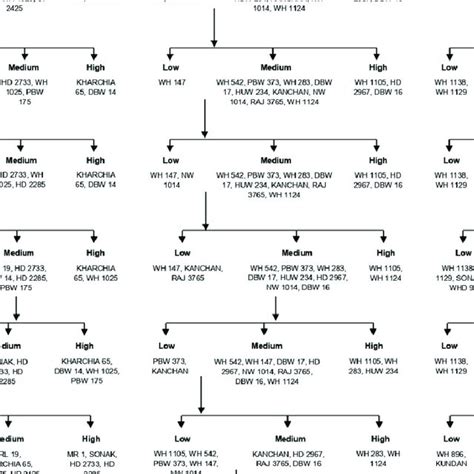 Flow Chart Showing Grouping Of 34 Wheat Varieties On The Basis Of Seed