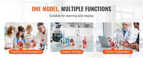 Vevor Human Anatomy Models Bundle Teaching Set Braintorso Bodyheart