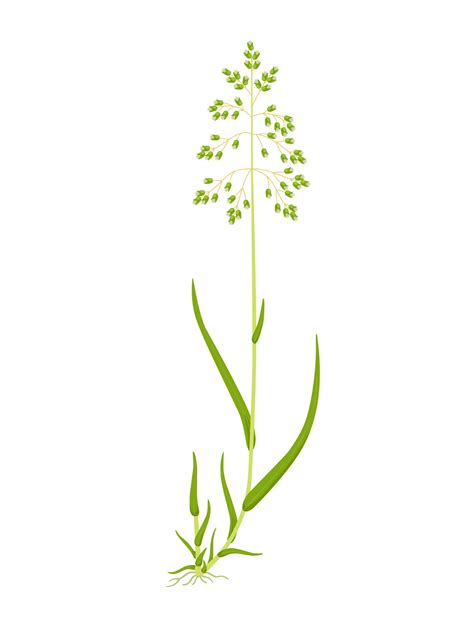 Vector Illustration Hierochloe Odorata Or Anthoxanthum Nitens