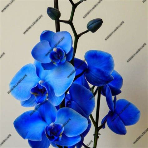 Jual Seedling Anggrek Dendrobium Galaxy Tanaman Bunga Anggrek Shopee Indonesia