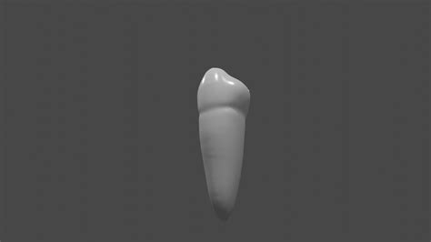 Mandibular Second Premolar 3d Model 3d Model Cgtrader