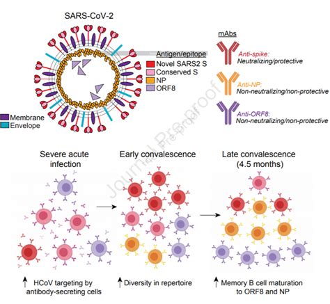 Cell Press On Twitter Profiling B Cell Immunodominance After Sars