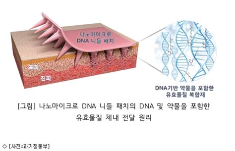 나노마이크로 Dna 니들패치 상용화 추진 Biocon