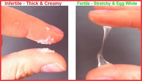 Vaginal Discharge During Ovulation