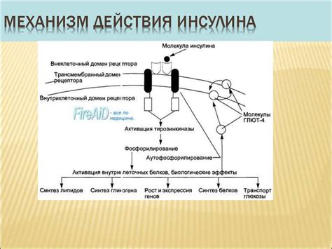 Инсулин - гормон жизни - online presentation