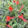 Epilobium Canum Var Latifolium Everetts Choice California Fuchsia