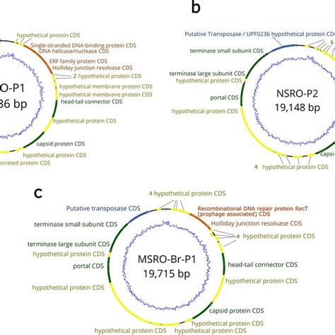 Annotation Of Phage Like Particle Derived Genomes Open Reading Frames Download Scientific