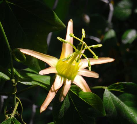 Native Passion Fruit Passiflora Herbertiana Seeds