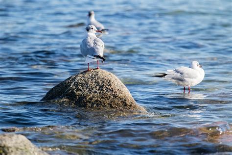 Möwen Vögel Sitzend Kostenloses Foto auf Pixabay