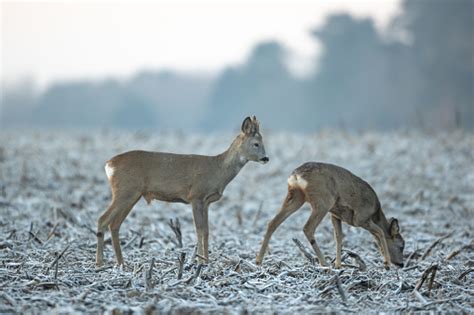 수컷과 암컷 노루 Capreolus Capreolus 장엄한 노루 Capreolus Capreolus 가을 초원에 접근하는 뿔과