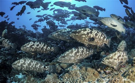 French Polynesia Camouflage Grouper — Unique Ocean Expeditions