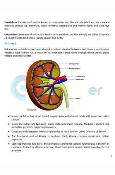 Cbse Class Biology Excretory Products And Their Elimination Notes