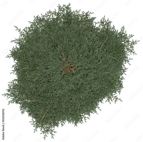 3d Rendering Of Picea Rubens Png Vegetation Tree For Compositing Or