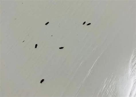 整个客厅都是有人家里大量出现与蟑螂十分相似专家提醒 澎湃号媒体 澎湃新闻 The Paper
