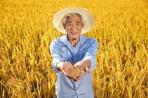 秋天农民丰收手捧稻谷高清图片下载 正版图片501429657 摄图网