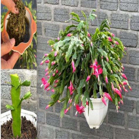 Cactus De Noël Comment Le Cultiver Et En Prendre Soin Pour Quil Dure