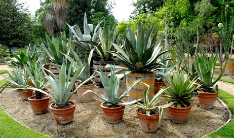 Agave : planter et cultiver – Ooreka