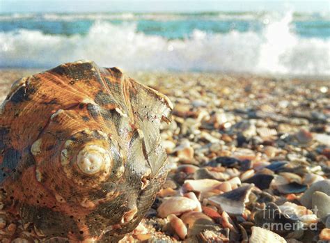 Shell Beach Photograph By Kelley Freel Ebner Fine Art America