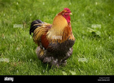 Gigantische Brahma Huhn Indianischen Rasse Junger Hahn Wiese Stand