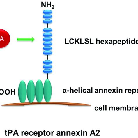 Structure Of Annexin A2 Annexin A2 Has No Transmembrane Domain And