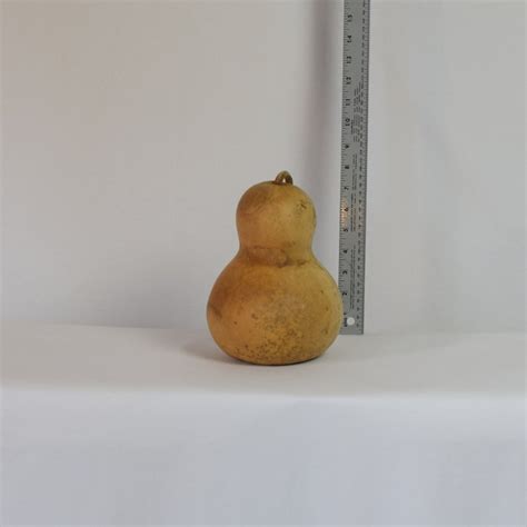 Dried Hard Shell Bottle Gourd 6 Diameter Etsy