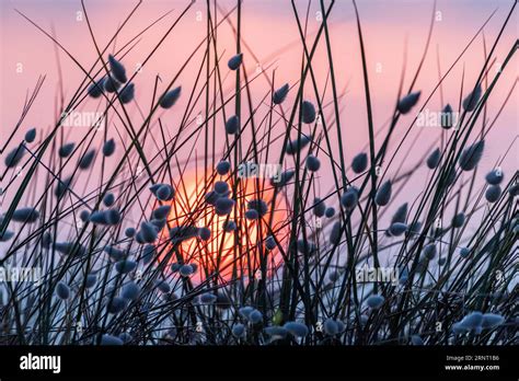 Sunset At The Sea Sun Sinking Behind Dunes Overgrown With Hares Tail