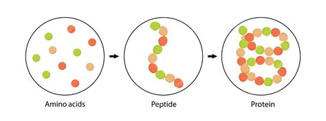 Estructura Bioquímica De Aminoácidos Péptidos Y Proteínas Vector