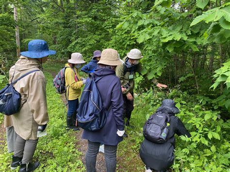 観察会｜お知らせ｜野幌森林公園自然ふれあい交流館