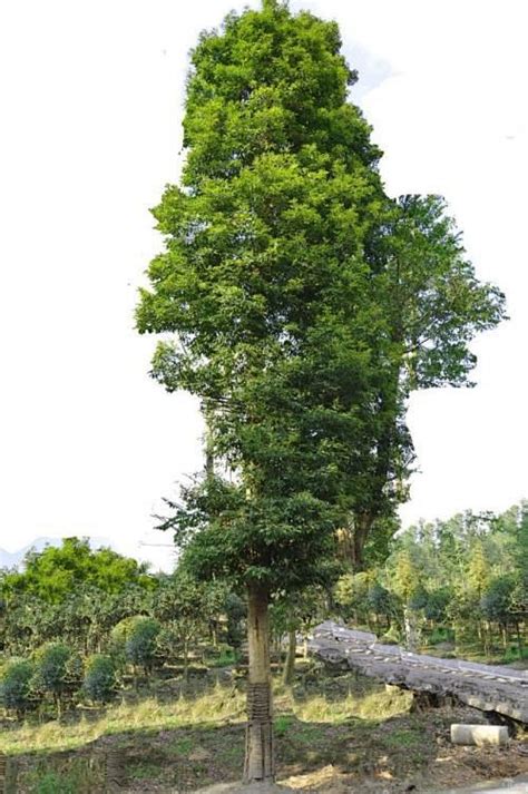 桢楠树1