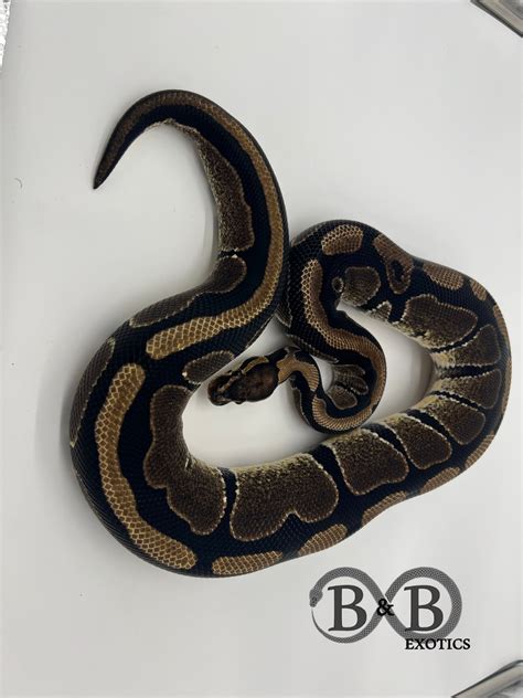 Normal Ball Python By Bandb Exotics Morphmarket