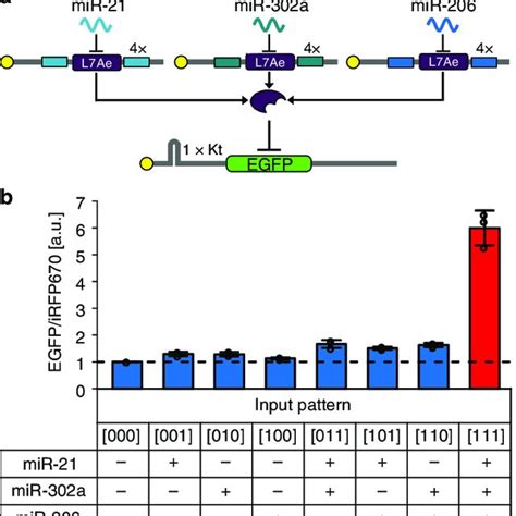 2 Input Mirna Responsive Logic Circuits Different Colors Correspond To Download Scientific