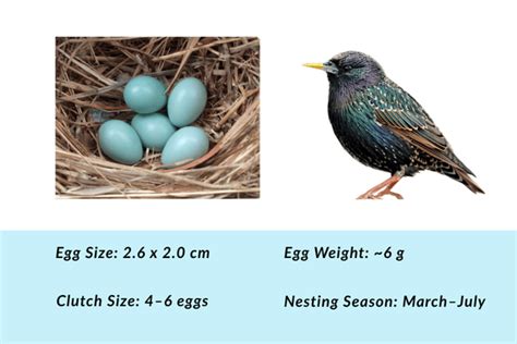 Which Birds Lay The Largest Eggs Surprising Giants Revealed Birds