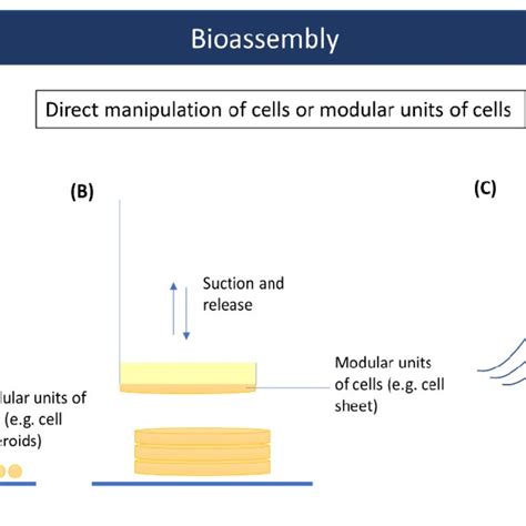 Vat Polymerization A Stereolithography B Digital Light Processing