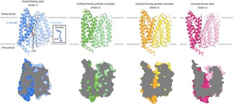 Cell Spns