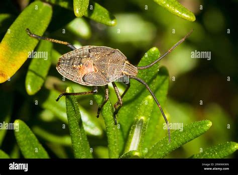 An Instar Nymph Of The Brown Shield Bug Oncocoris Apicalis Also Known