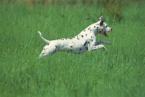 Allergic Cross Reactivity Nala Health