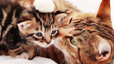 Can Cats Get Pregnant While Nursing