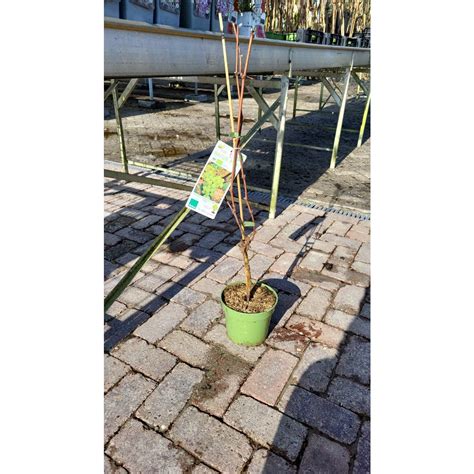 Druivenstruik Druif In Diverse Soorten Kwekerij Klein