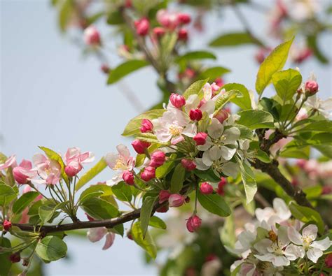 When To Prune Crabapple Trees Expert Tips For Trimming Homes And