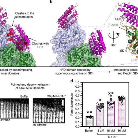 A Working Model For Actin Filament Depolymerization And Monomer