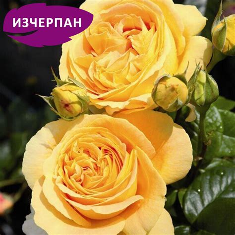 Роза Candlelight® Tantau® Градински Център за Рози и Хортензии